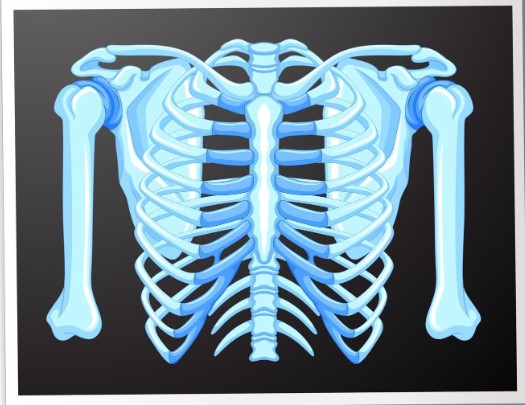 Sternum Kemiği Nedir?