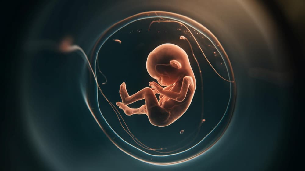 Fetüs Nedir? Fetüsün Gelişim Süreci Nasıl İlerler?