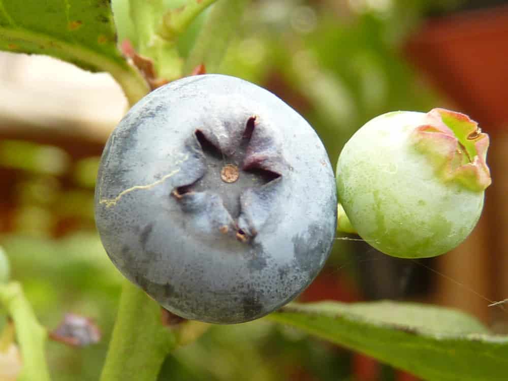 Hambeles (Murt) Meyvesi Nedir? Hambeles Meyvesi Faydaları