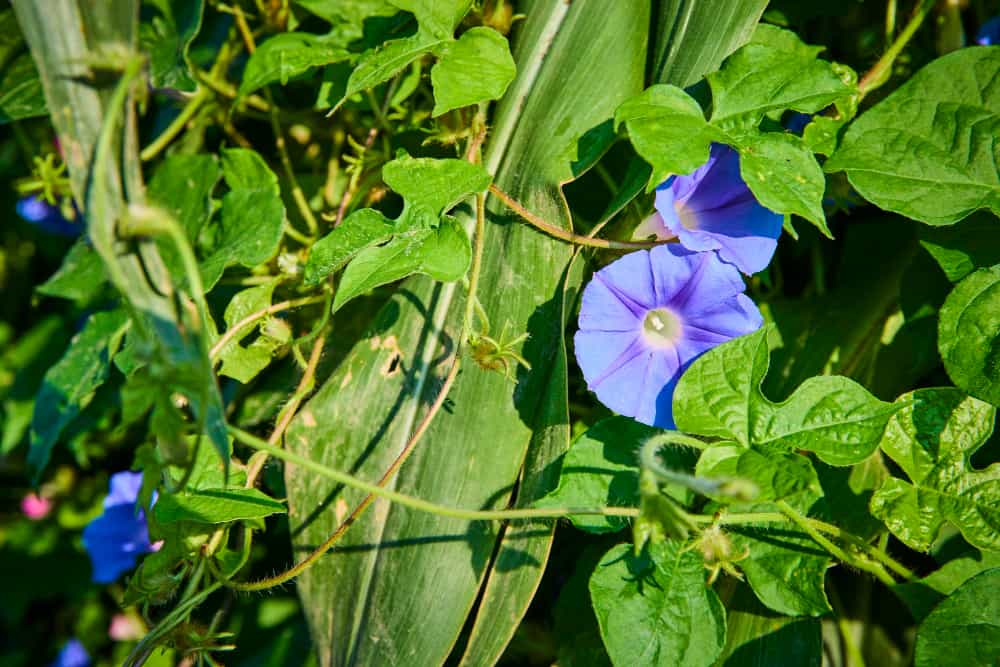 Hodan Otu Nedir? Hodan Otu Faydaları Nelerdir?