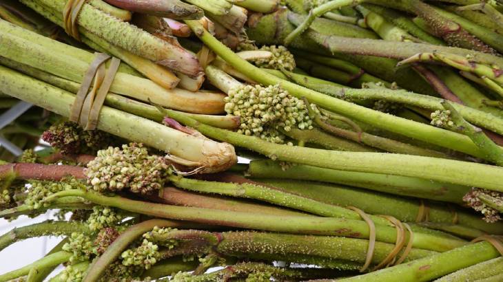 Işkın Otu Nedir? Işkın Otu Faydaları Nelerdir?