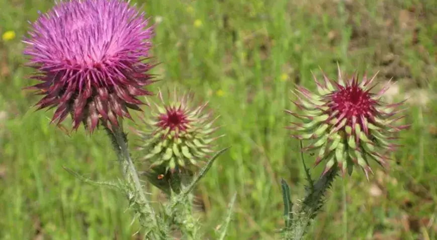 Kenger Otu Nedir? Kenger Otu Faydaları