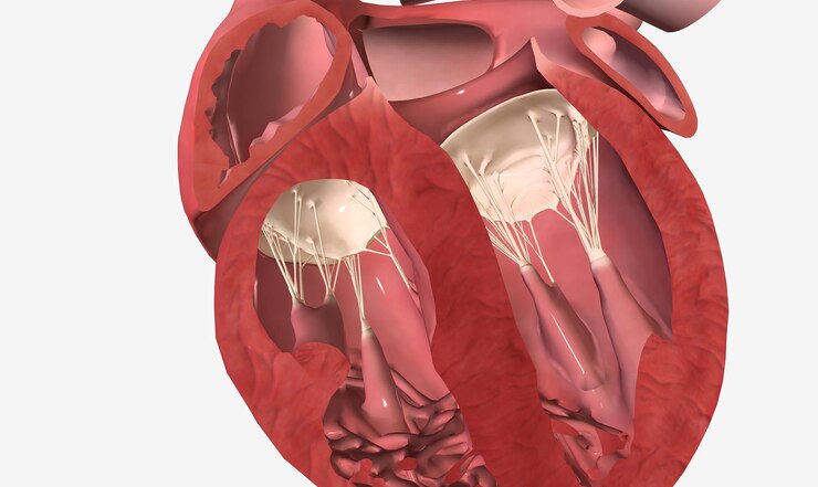 PFO (Patent Foramen Ovale) Nedir? PFO Belirtileri ve Tedavisi