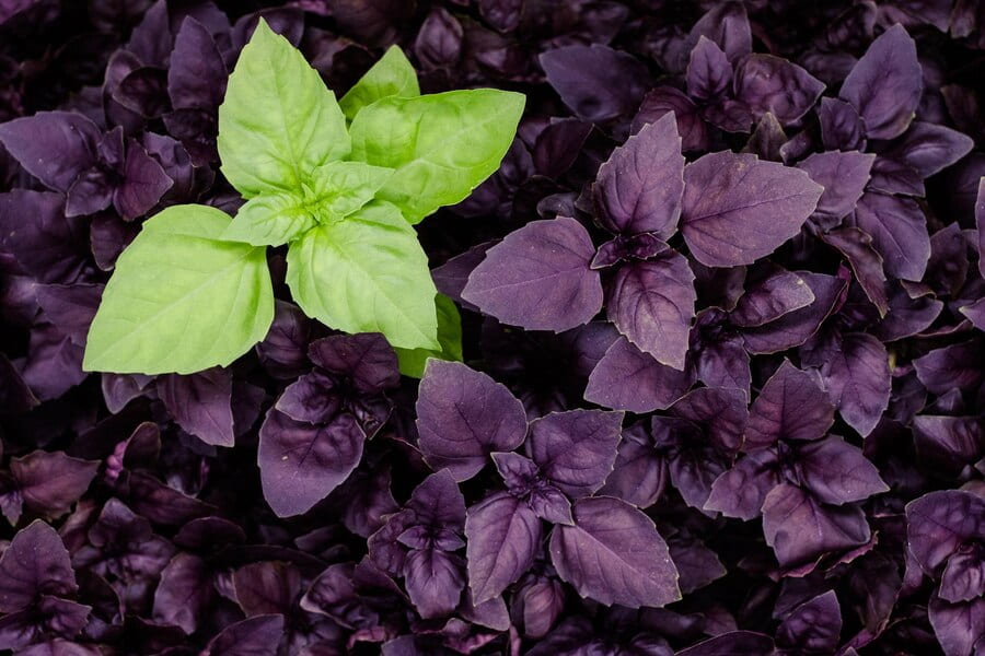 Reyhan Faydaları Nelerdir?