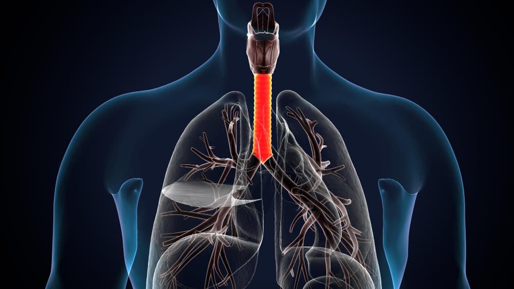 Solunum Sistemi Nedir? Solunum Sistemi Organları