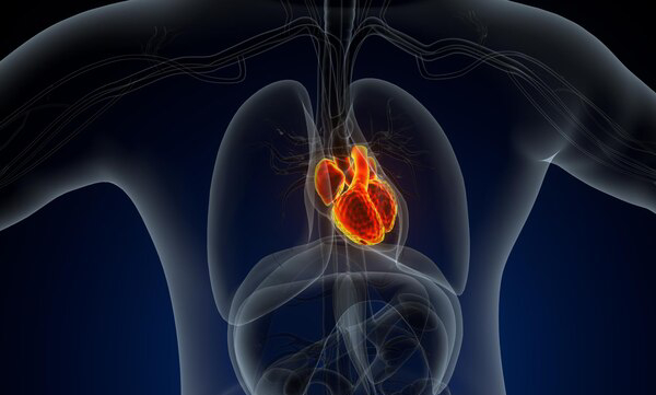 Timus Bezi Nerededir? Timus Bezi Hastalıkları Belirtileri ve