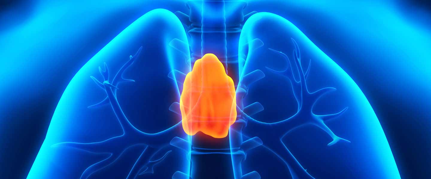 Timus Nakli Hakkında Merak Edilenler